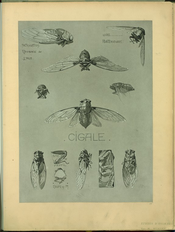 Cigale. - NYPL Digital Collections