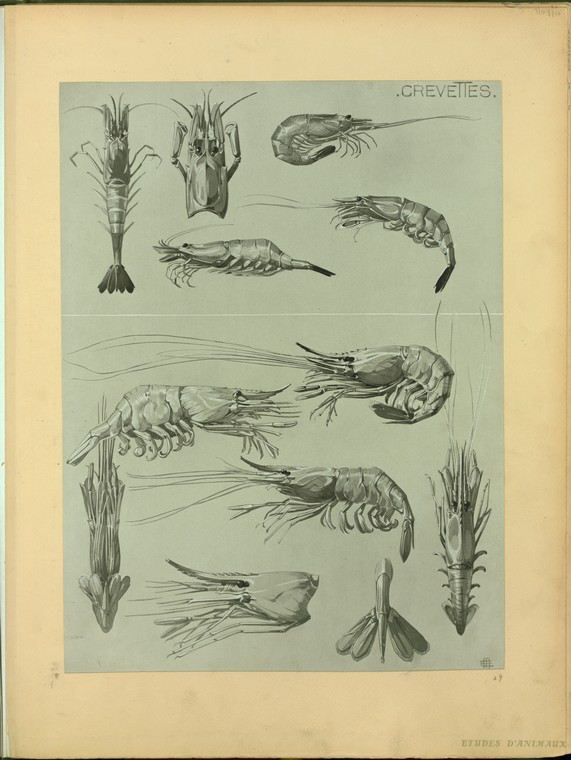 Crevettes. - NYPL Digital Collections