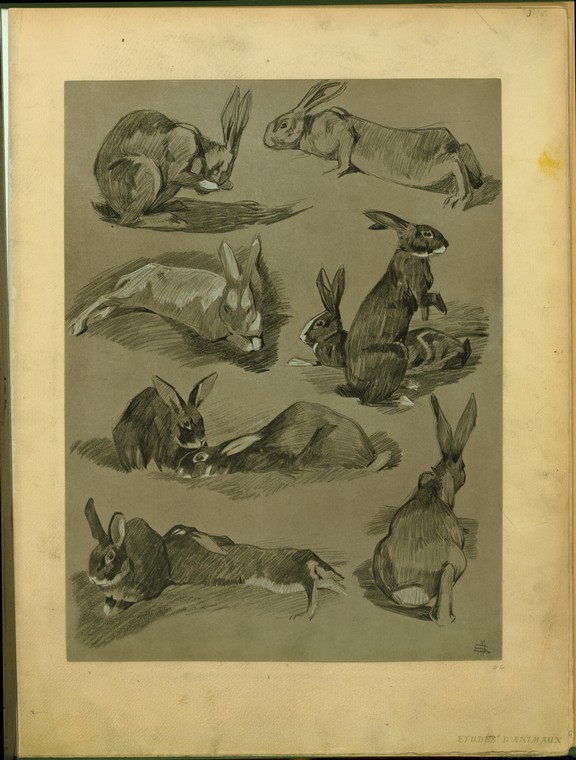 Lapin. - NYPL Digital Collections