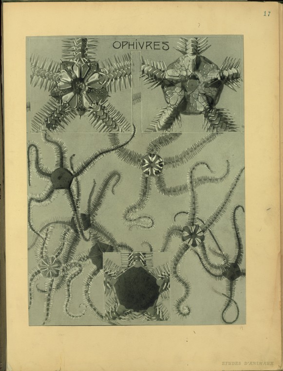 Digital Collections - Ophiures.