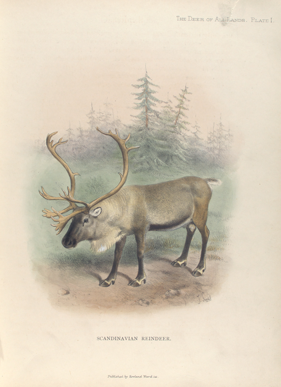 Scandinavian Reindeer - NYPL Digital Collections