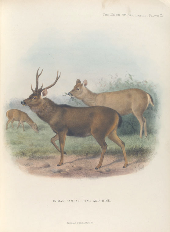 Indian Sambar., Stag and Hind - NYPL Digital Collections