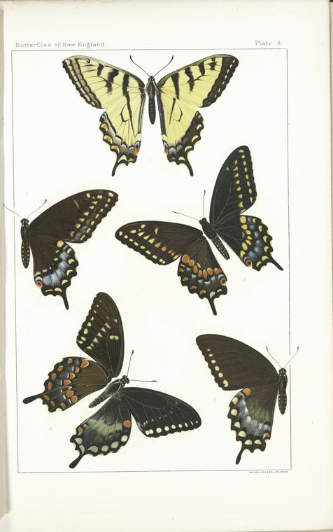 Butterflies in color. - Papilionidae (Papilioninae). - NYPL Digital ...