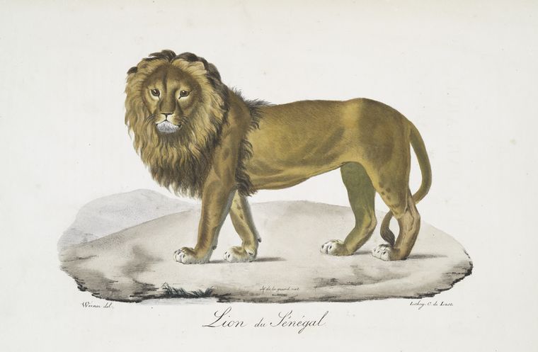 Carnivores Lion du Sénégal. - NYPL Digital Collections