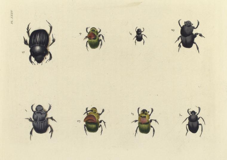 1. Copris Sulcatus; 2. Copris Carolina; 3. 4. 5. Phanæus Carnifex (Male ...