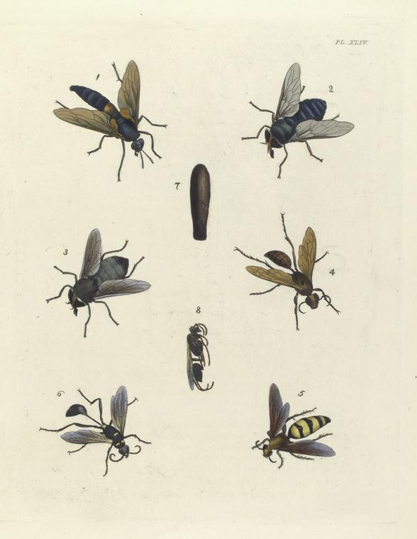 1. Mydas Clavatus; 2. Tabanus Plumbeus; 3. Tabanus Americanus; 4. Sphex ...