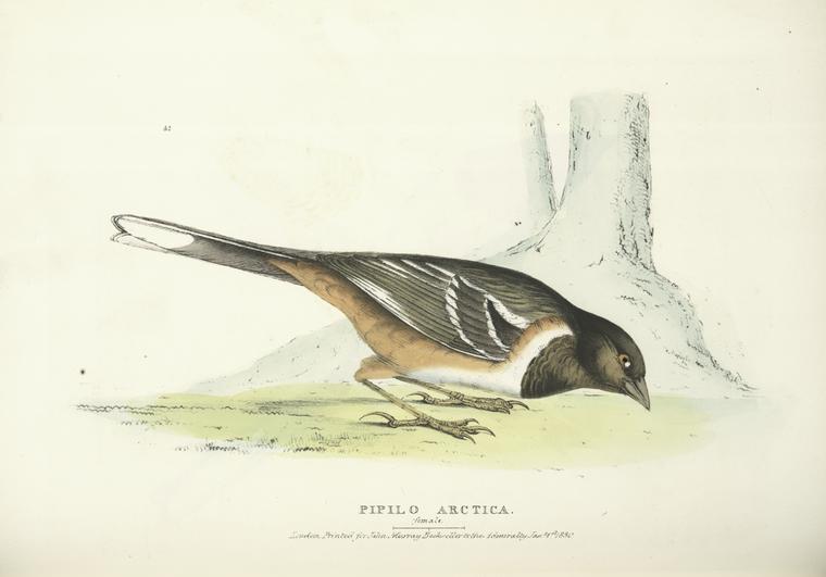 Pipilo arctica, female. - NYPL Digital Collections