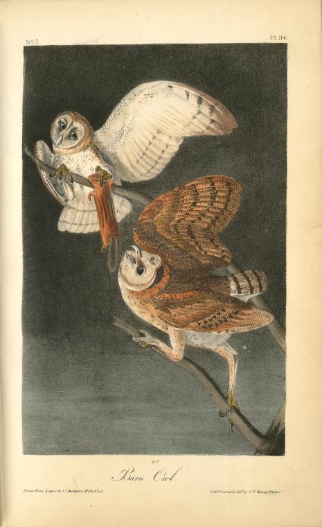 Barn Owl - NYPL Digital Collections