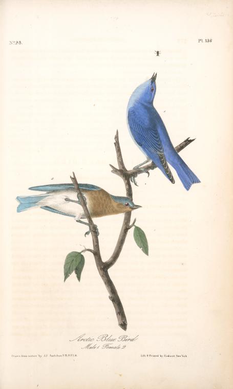 Arctic Blue Bird, 1. Male 2. Female - NYPL Digital Collections