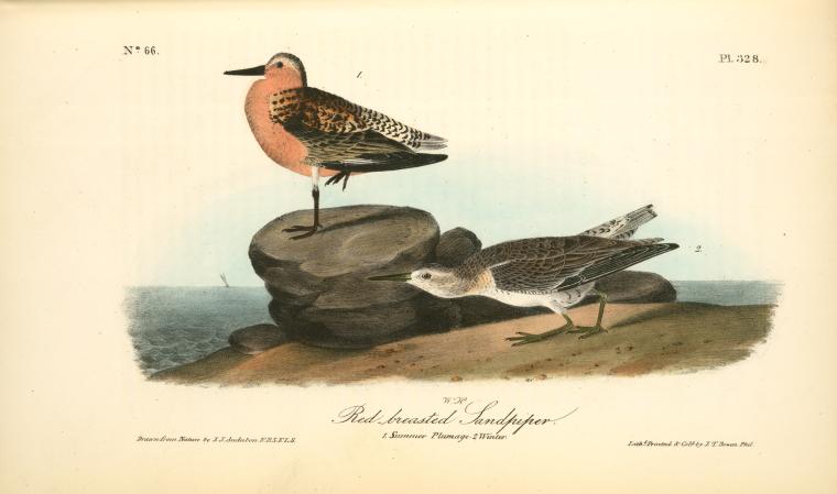 Red-breasted Sandpiper, 1.Summer plumage 2. Winter - NYPL Digital ...