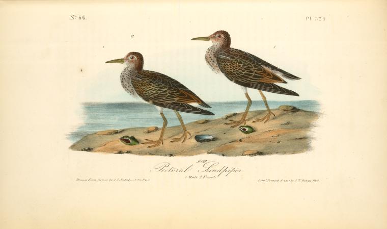 Pectoral Sandpiper, 1. Male 2. Female - NYPL Digital Collections