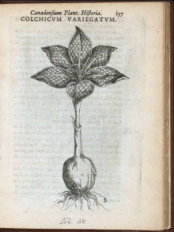 Colchicum variegatum. - NYPL Digital Collections