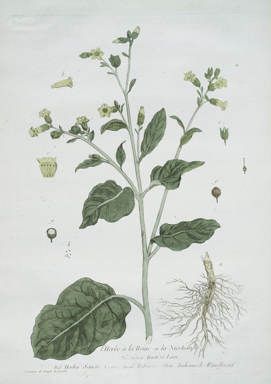 L'Herbe à la Reine, ou la Nicotiane. - NYPL Digital Collections