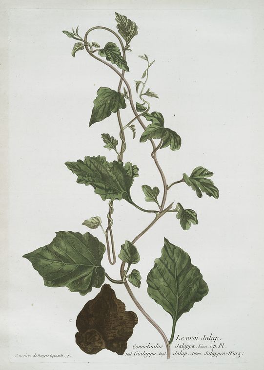 Le Vrai Jalap. - NYPL Digital Collections