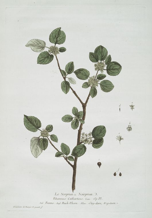 Le Neprun, ou Noirprun. - NYPL Digital Collections