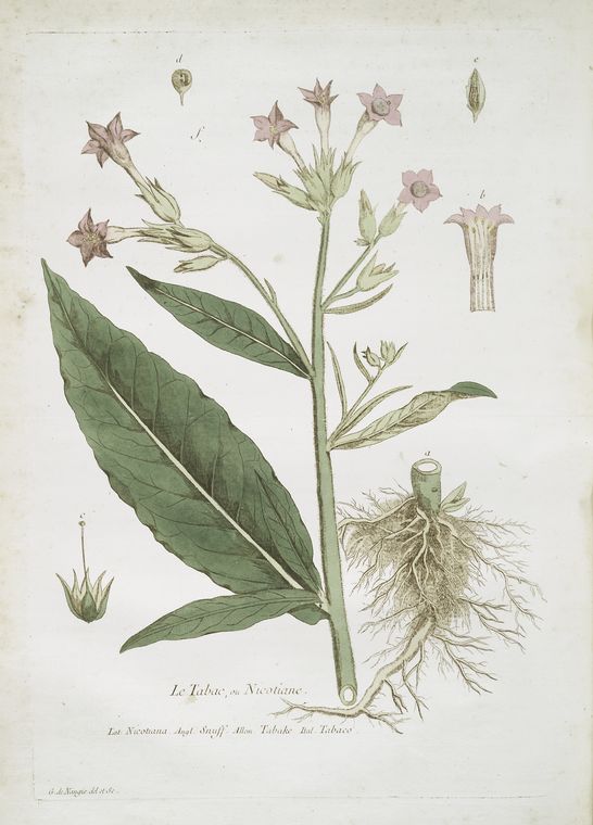 Le Tabac, ou Nicotiane. - NYPL Digital Collections