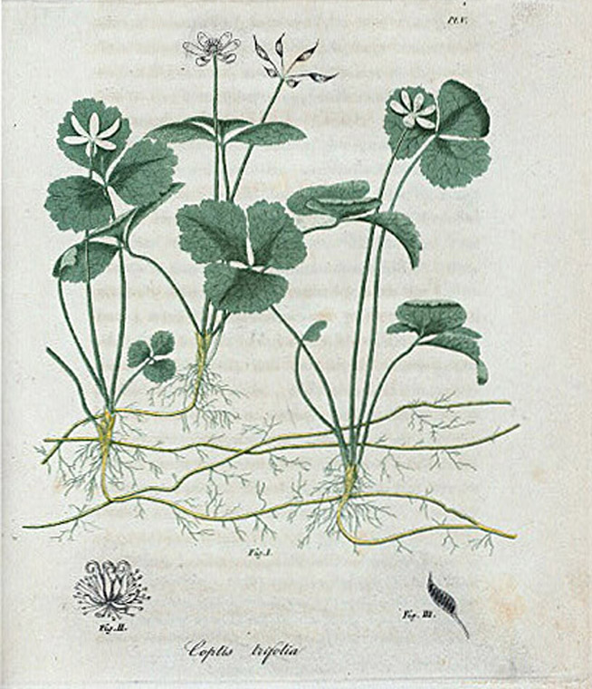 Coptis trifolia. (Gold thread). - NYPL Digital Collections