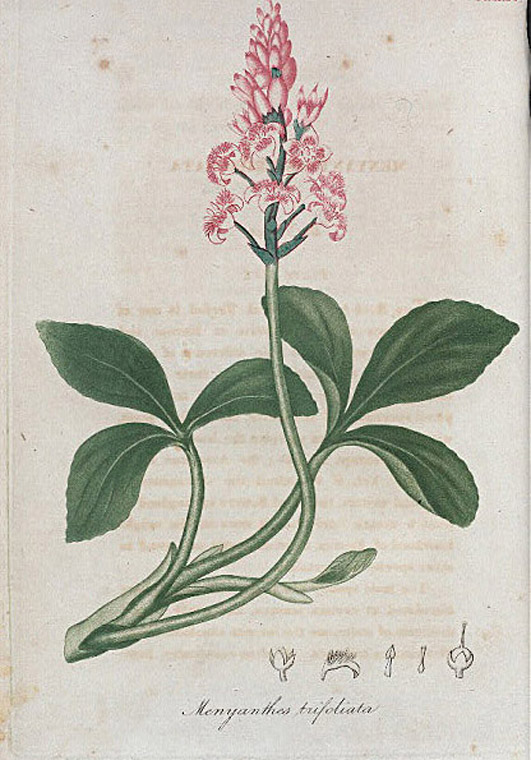 Menyanthes trifoliata. (Buck bean). - NYPL Digital Collections