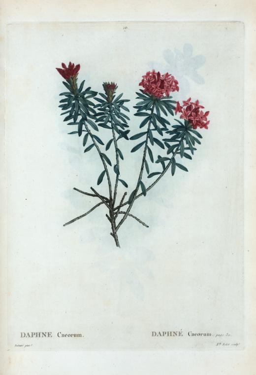 Daphne Flower