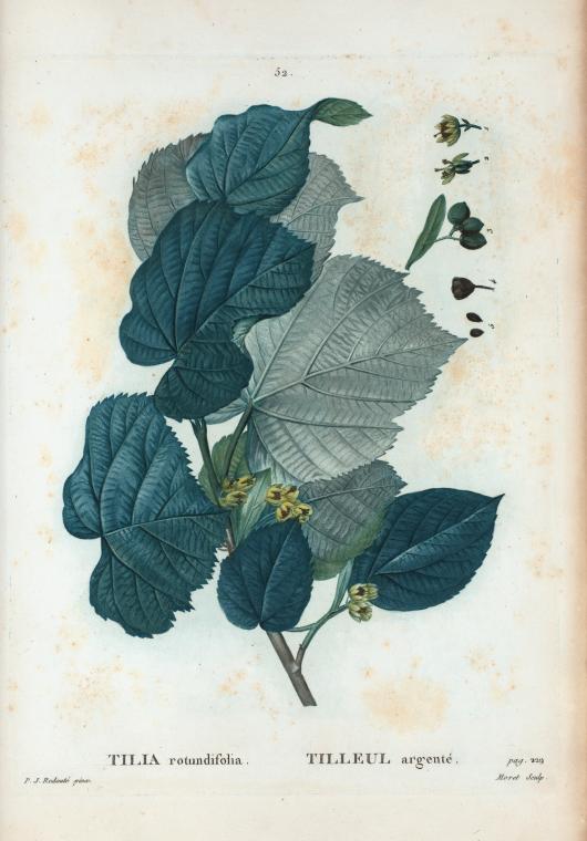 Tilia rotundifolia = Tilleul argentè. - NYPL Digital Collections