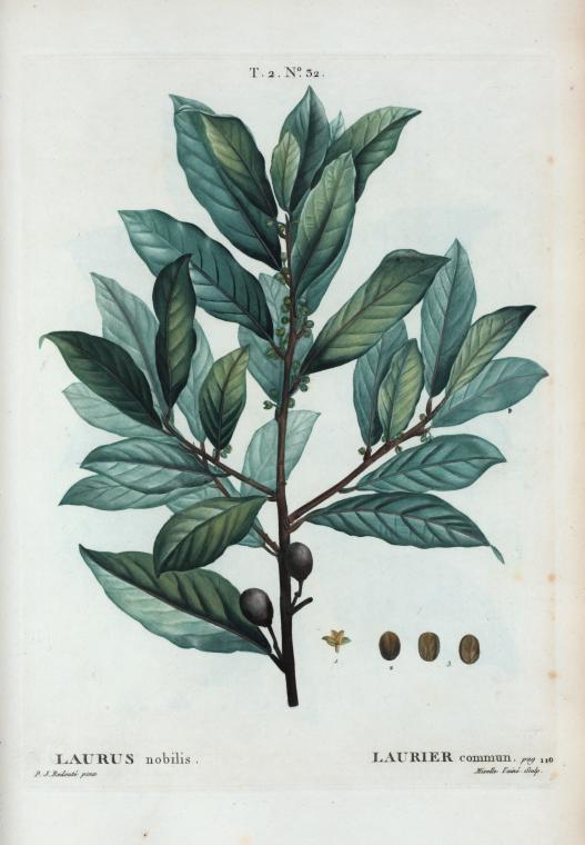 Laurus nobilis = Laurier commun. - NYPL Digital Collections