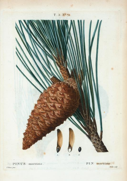 Pinus maritima = Pin maritime. [An enlarged picture of maritime pine ...
