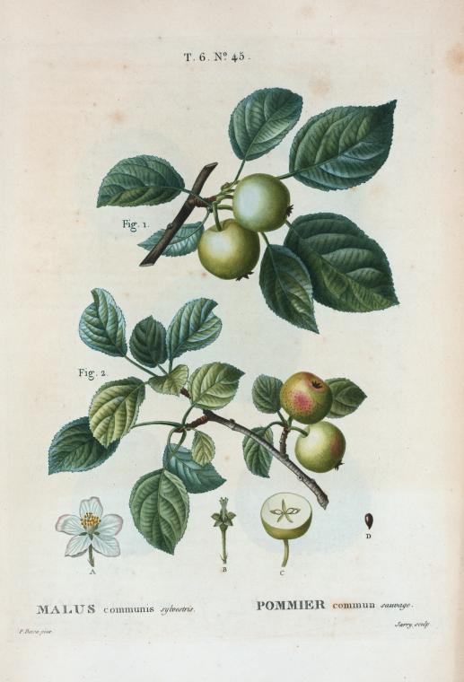 Malus communis sylvestris = Pommier commun sauvage. [Wild apple] - NYPL ...
