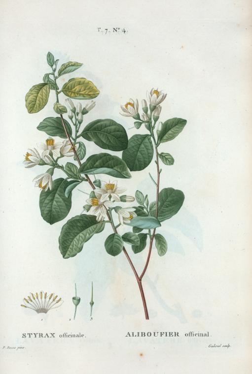 Styrax officinale = Aliboufier officinal. [Drug snowbell; storax tree ...