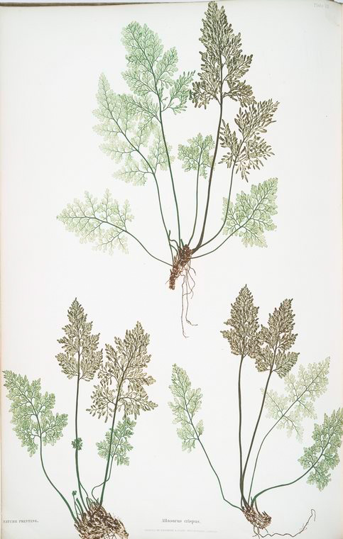 Allosorus crispus. [The mountain parsley fern, or Rock brakes] - NYPL ...