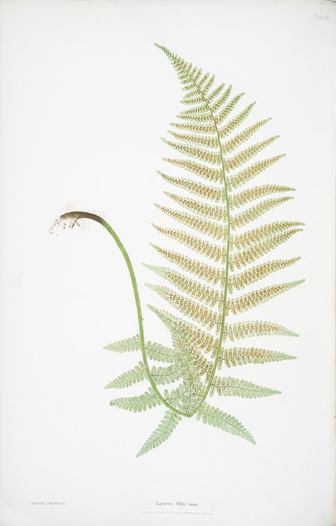 Lastrea Filix-mas. [The male fern, or Common buckler fern] - NYPL ...