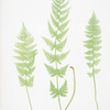 Lastrea cristata. [The crested buckler fern] - NYPL Digital Collections