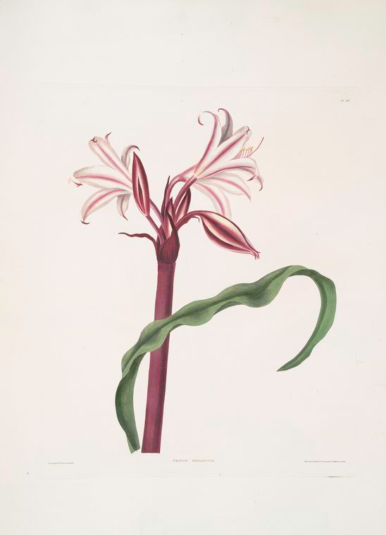 Crinum zeylanicum [Ceylon swamplily, Milk-and wine lily] - NYPL Digital ...