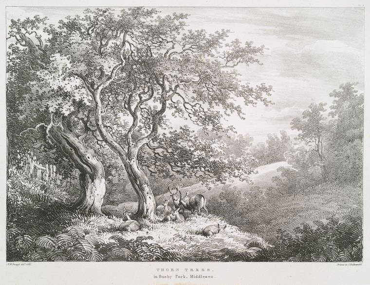 Thorn trees, in Bushy Park, Middlesex. - NYPL Digital Collections
