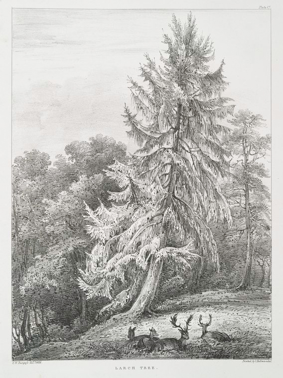Larch tree. - NYPL Digital Collections