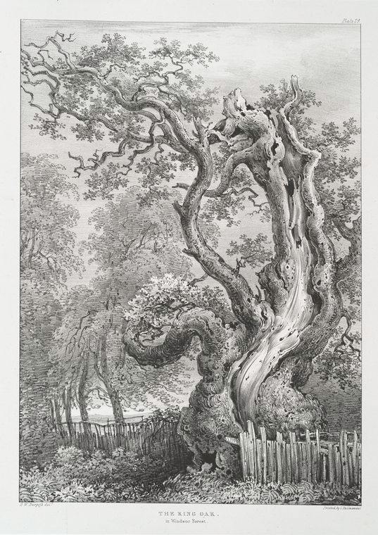 The King Oak, in Windsor Forest. - NYPL Digital Collections