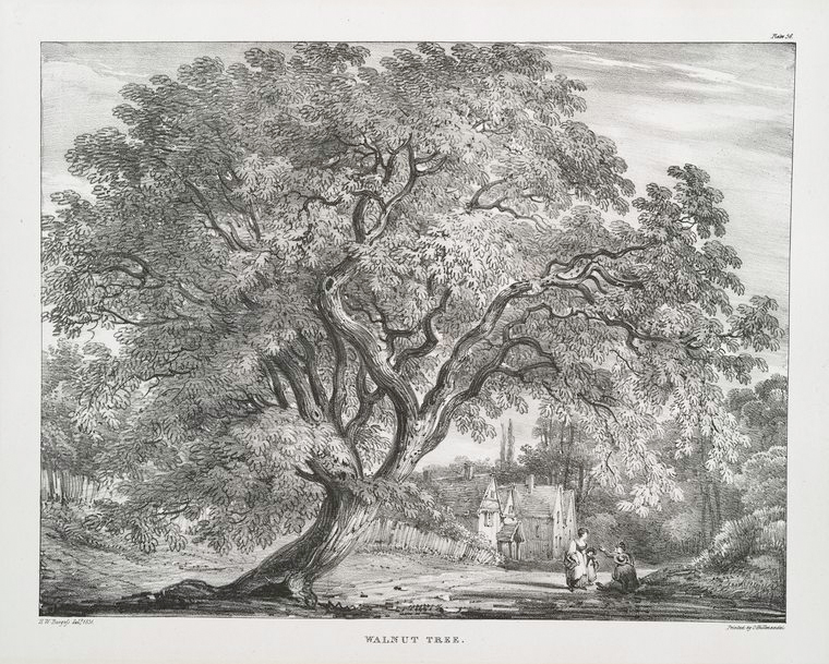 Walnut Tree Drawing Walnut Tree: Over 18,768 Royalty Free Licensable