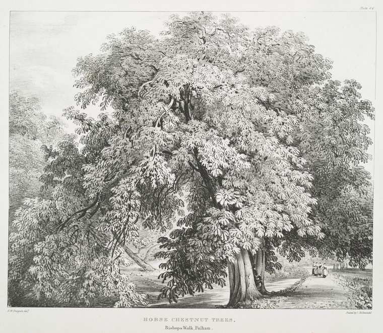 Chestnut Tree Drawing