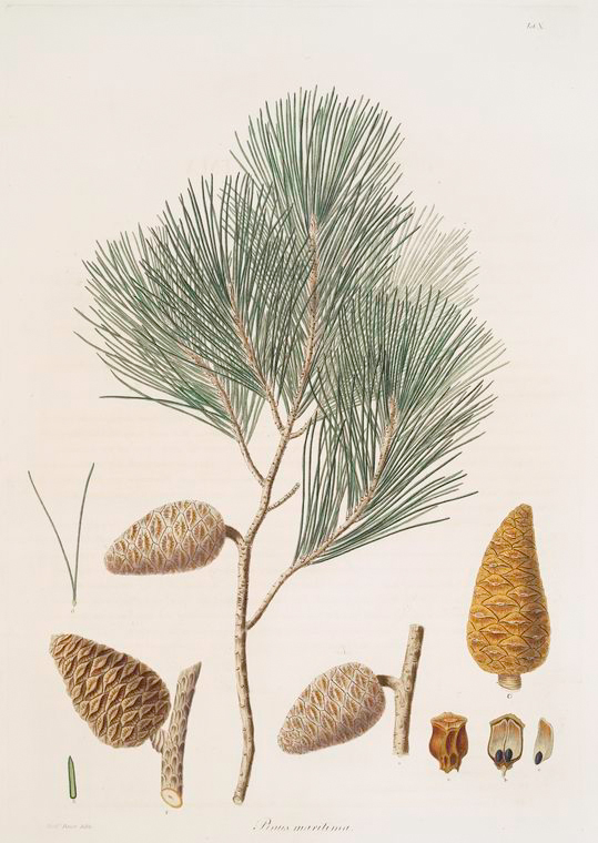 Pinus maritima = Maritime pine - NYPL Digital Collections