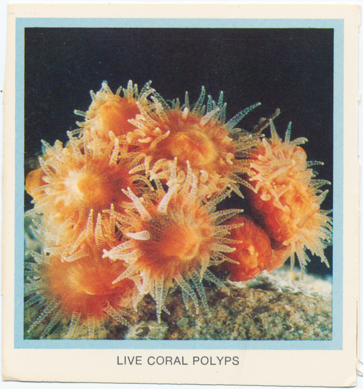 Live Coral Polyps. - NYPL Digital Collections