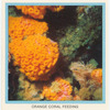Live Coral Polyps. - NYPL Digital Collections