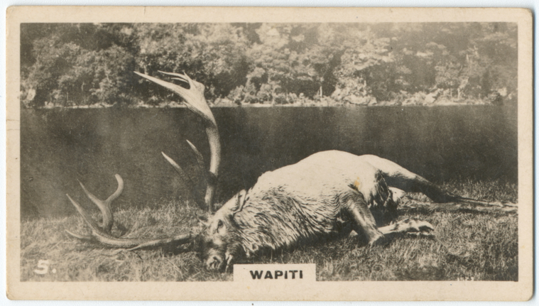 Wapiti. - NYPL Digital Collections