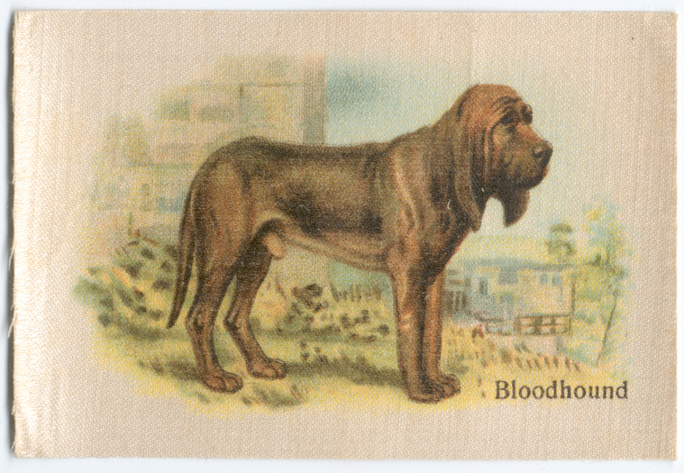 Bloodhound. - NYPL Digital Collections