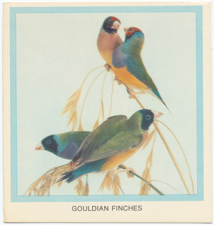 Gouldian Finches. - NYPL Digital Collections