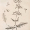 Sage. - NYPL Digital Collections