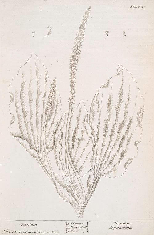Plantain. - NYPL Digital Collections