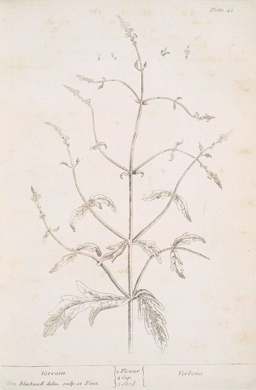 Vervain. - NYPL Digital Collections