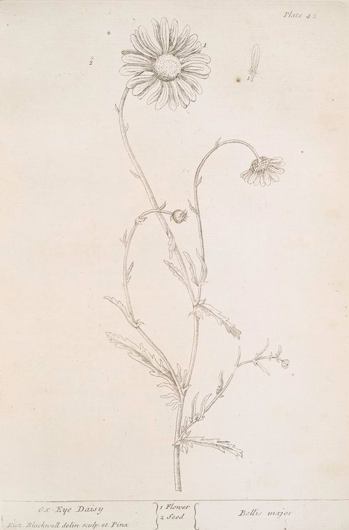 Ox eye daisy. - NYPL Digital Collections