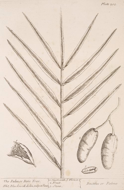 The palmor dale tree. - NYPL Digital Collections