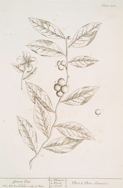 Green tea. - NYPL Digital Collections