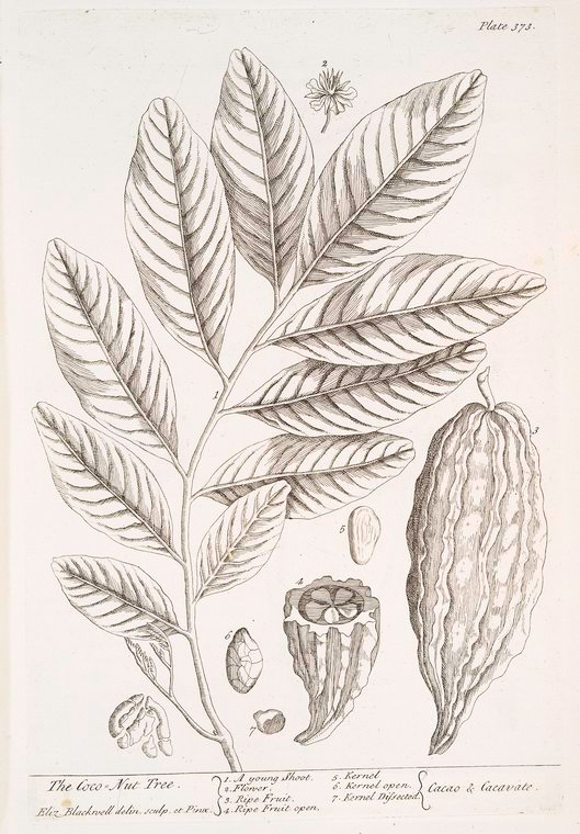 The coco nut tree. - NYPL Digital Collections
